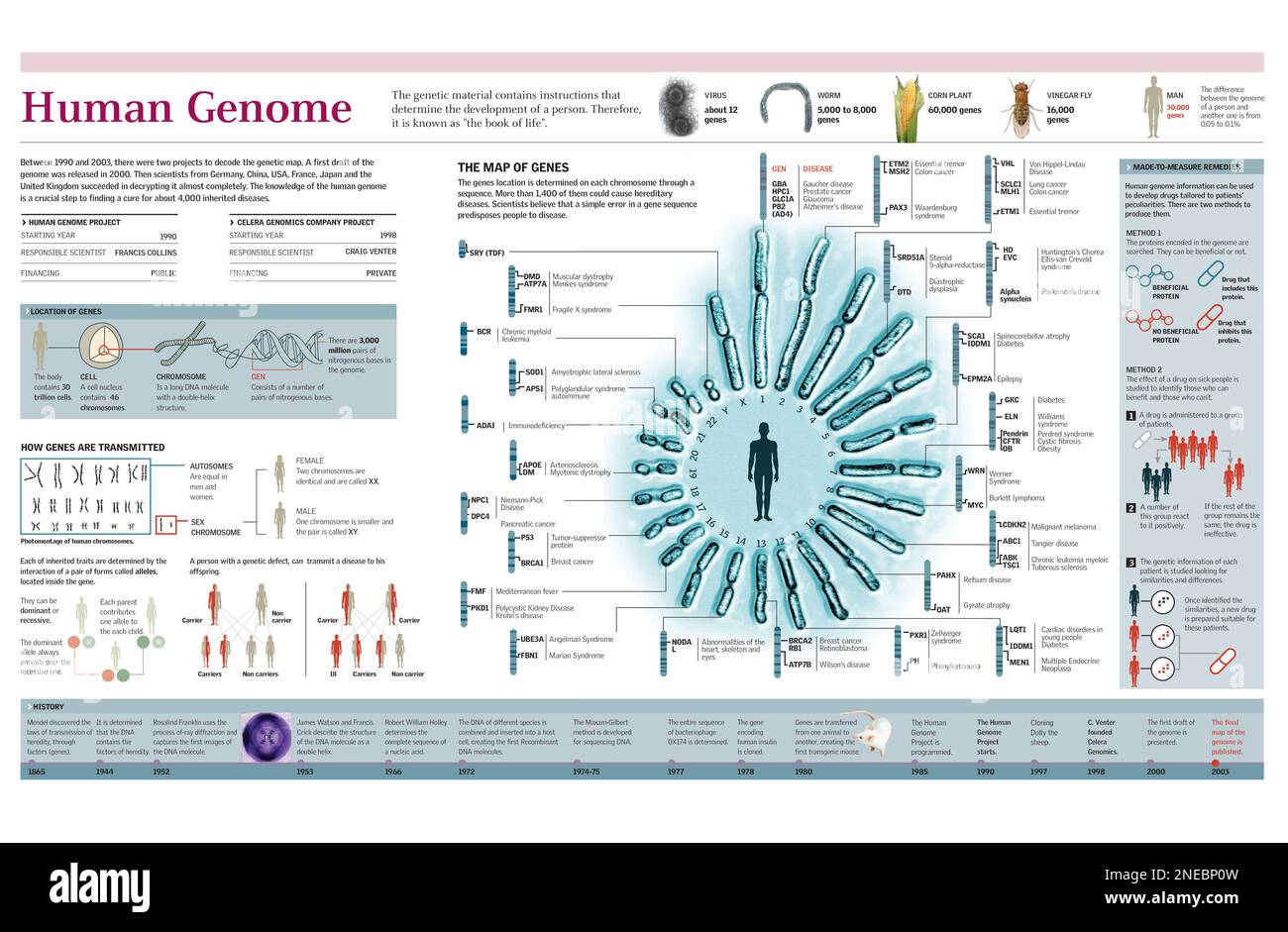 Infographies de la carte génétique humaine, son application en médecine ...