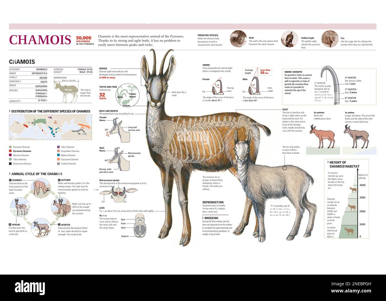 Infographies de l'anatomie, de l'habitat et du cycle de vie des chamois des Pyrénées. [Adobe ...