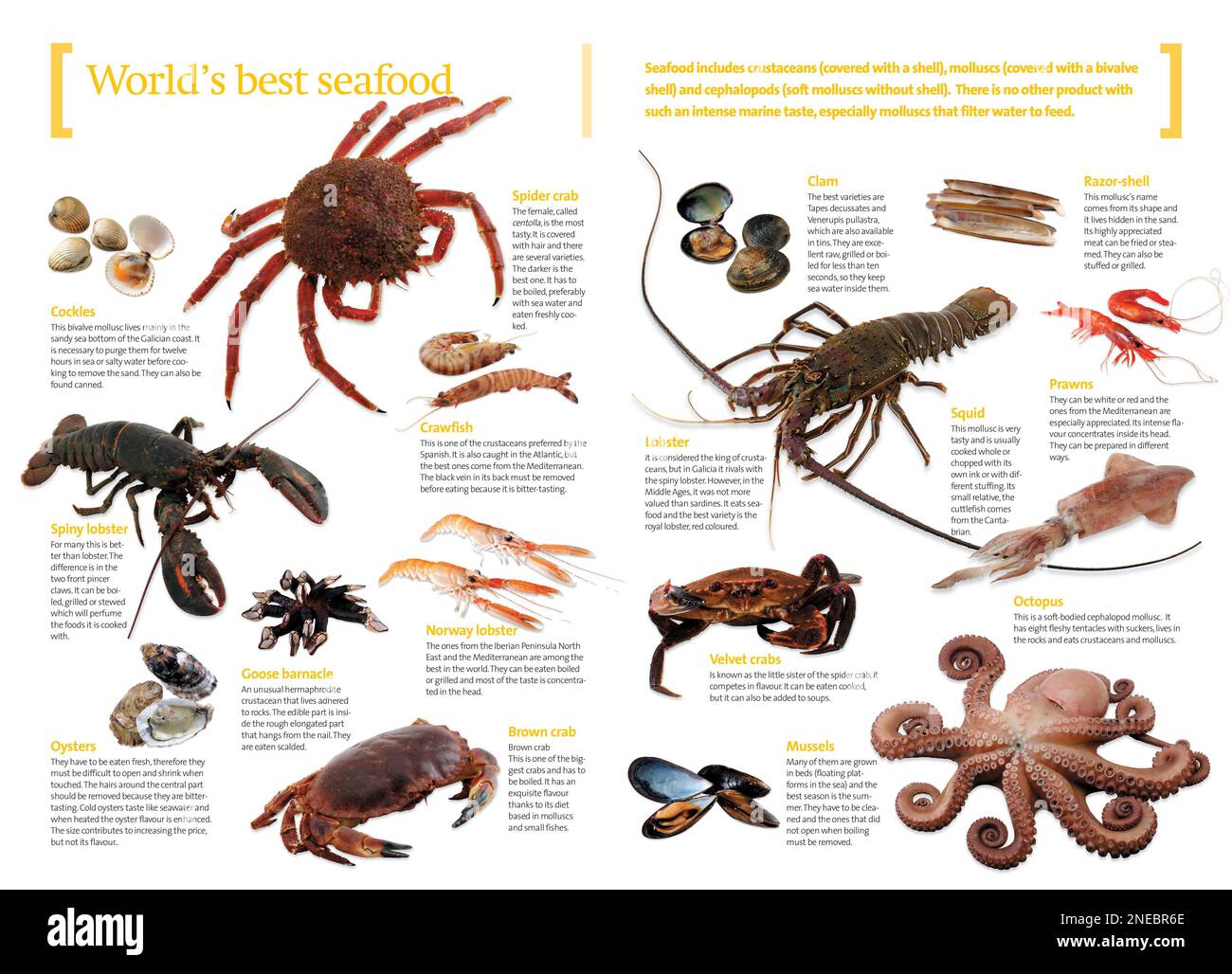 Infographies sur les différents types de fruits de mer qui ...