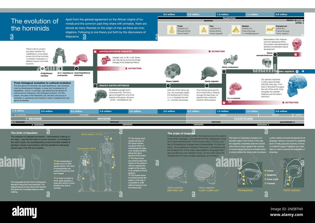 Infographie des origines de l'homme et de l'évolution des hominidés ...