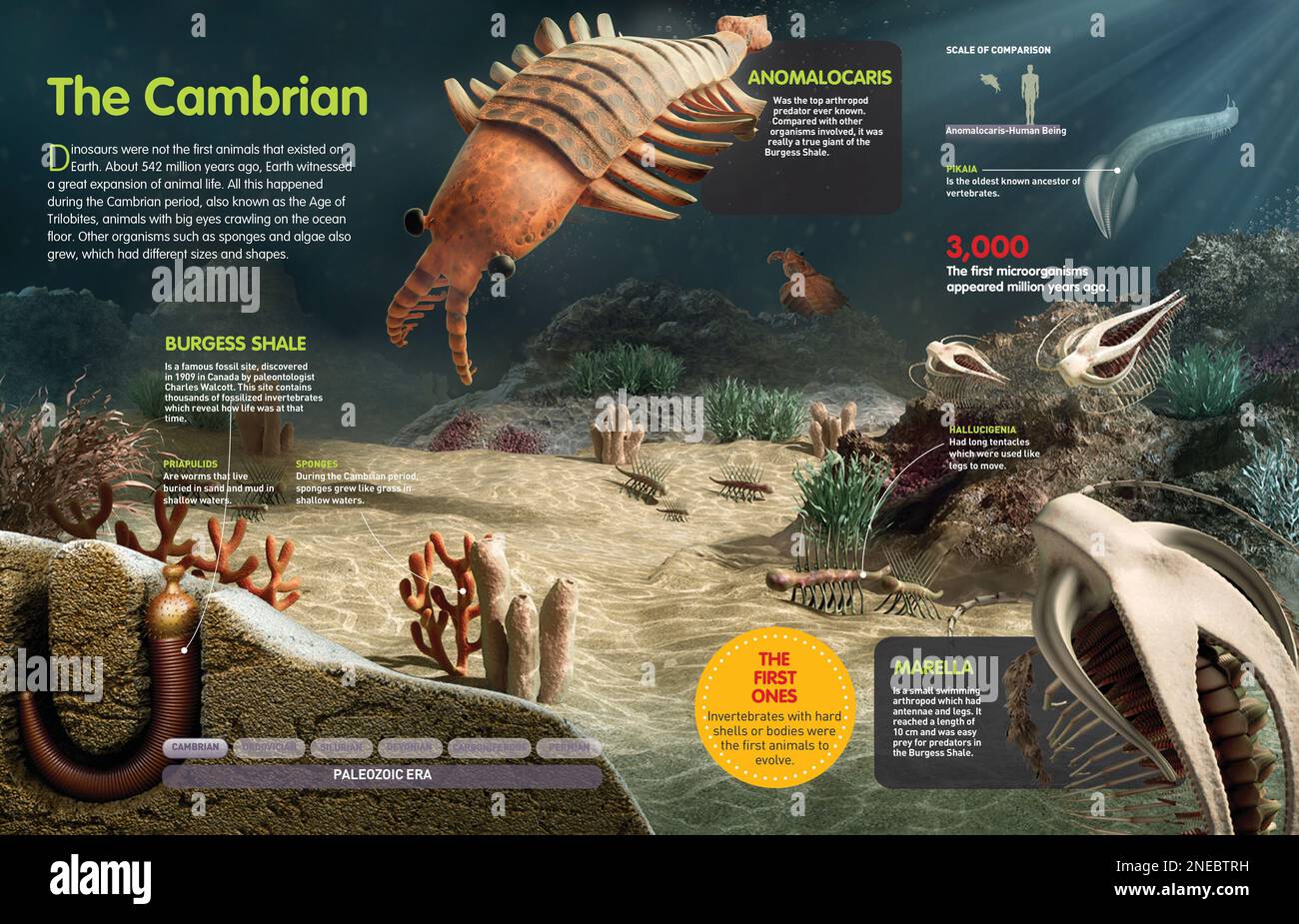 Infographie sur les premiers animaux et organismes qui habitaient la ...