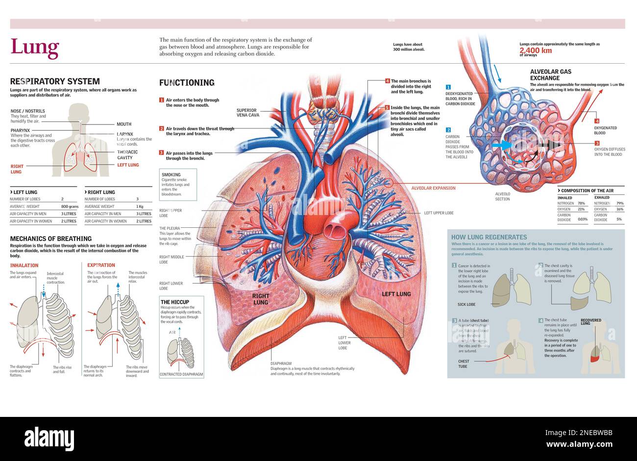 Infographies des parties et de la fonction pulmonaire, du mécanisme de ...