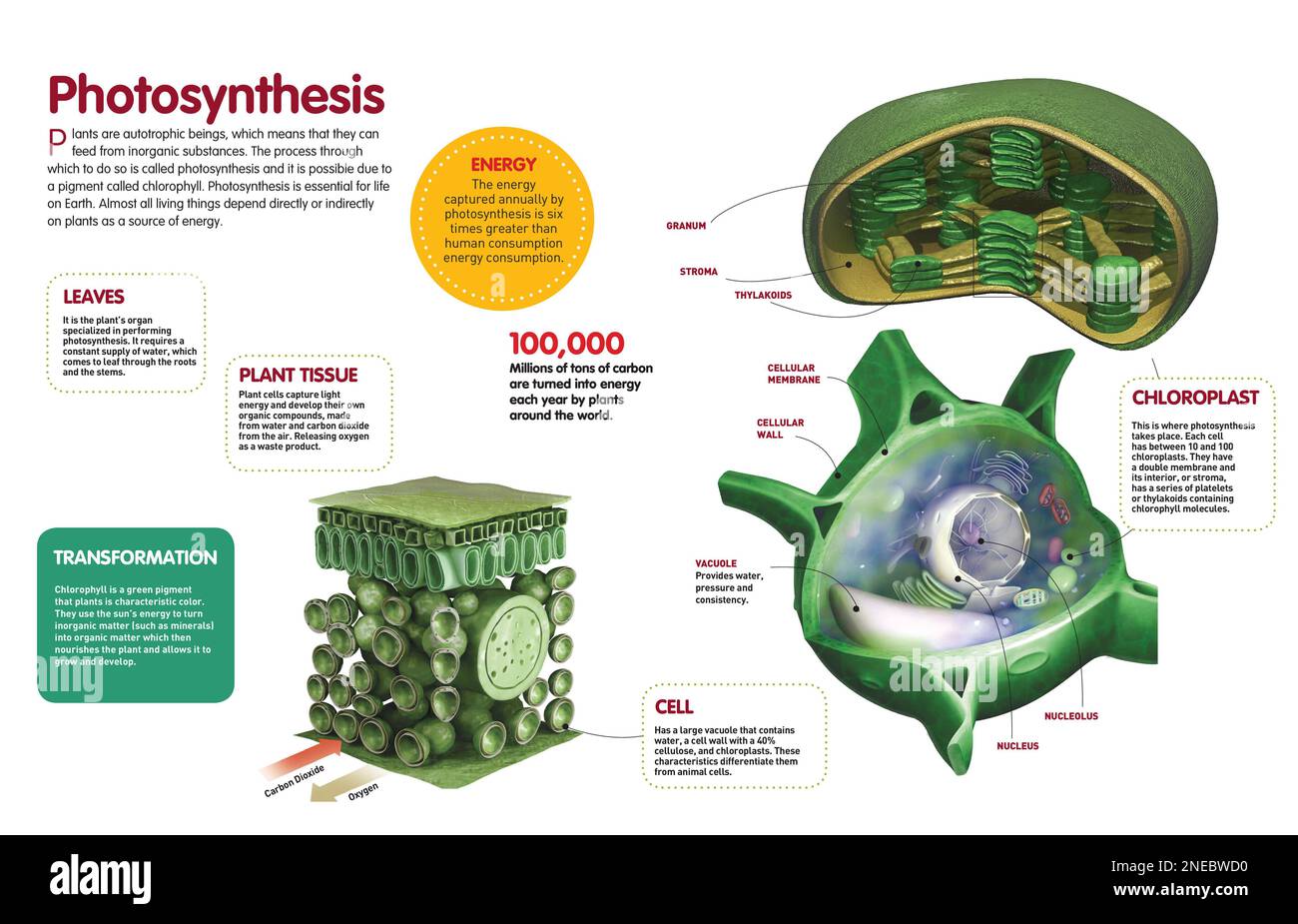 Photosynthesis diagram Banque d'images détourées - Alamy