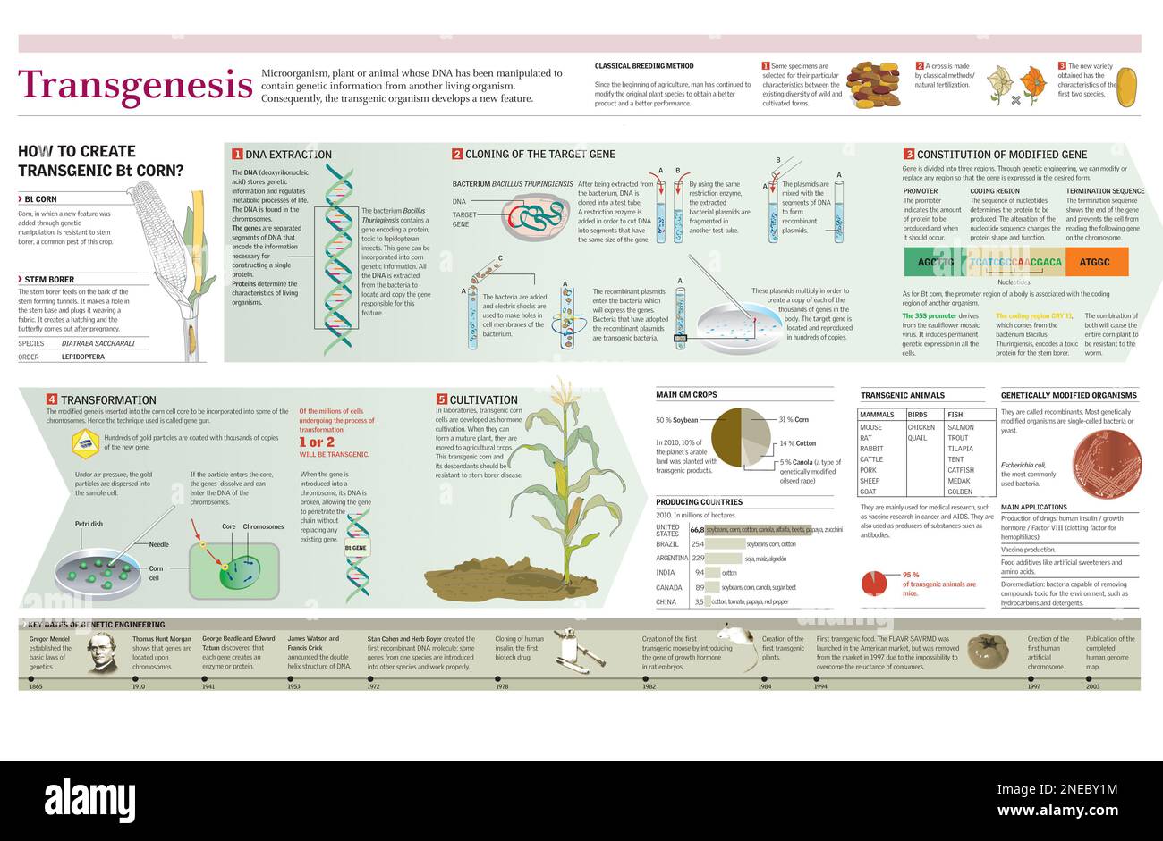 Infographies du processus d'obtention du maïs Bt, des aliments ...
