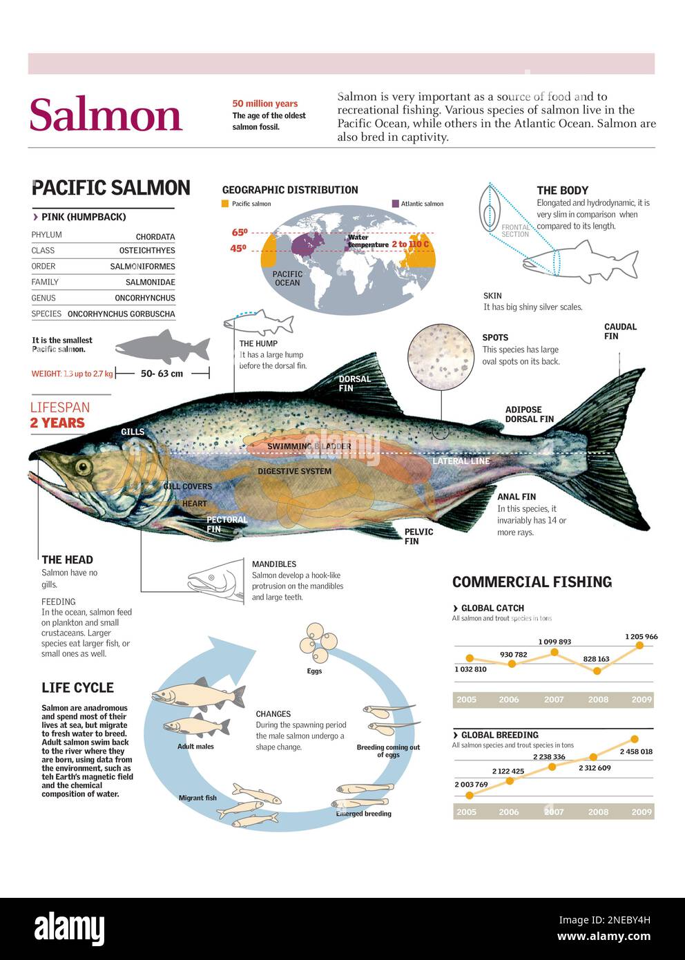 Infographies de la répartition, de l'anatomie et du cycle de vie du ...