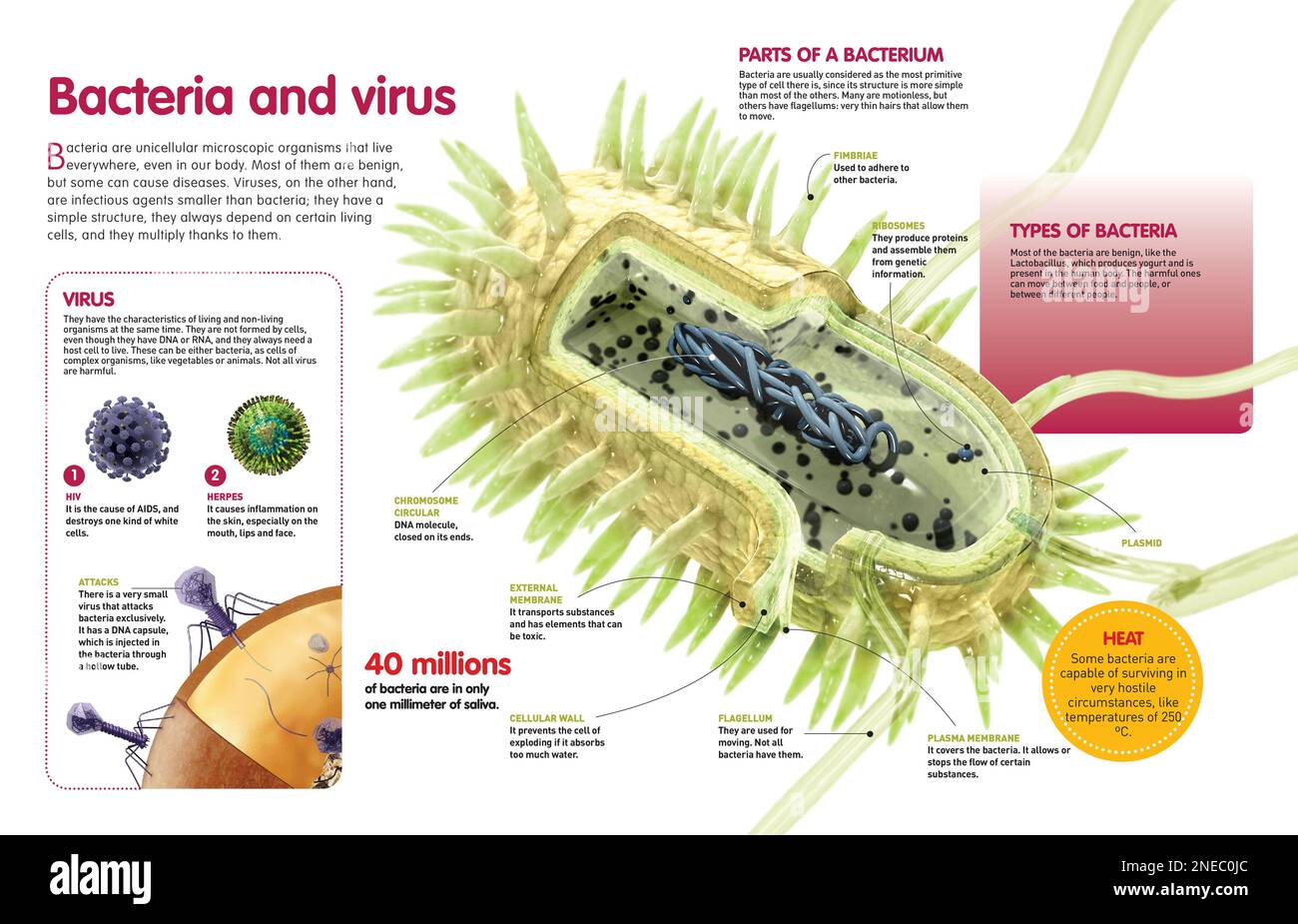 Infographie sur les virus et les bactéries, les micro-organismes qui ...
