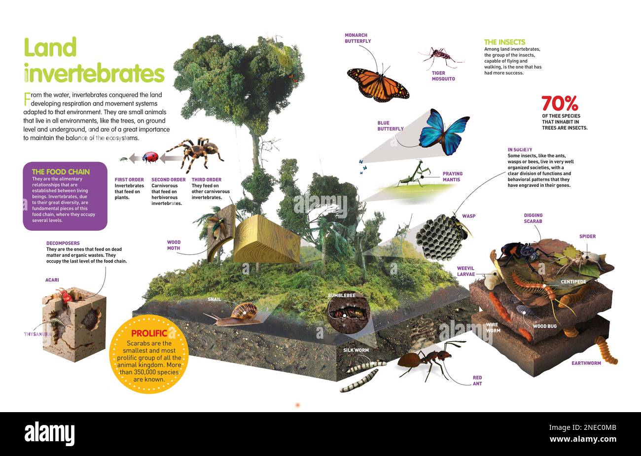 Infographie sur les espèces d'invertébrés terrestres et leur habitat ...