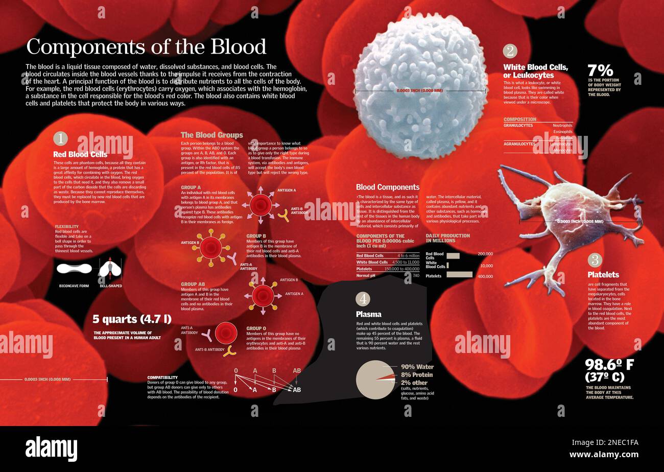 Les differents types de cellule Banque de photographies et d’images à ...