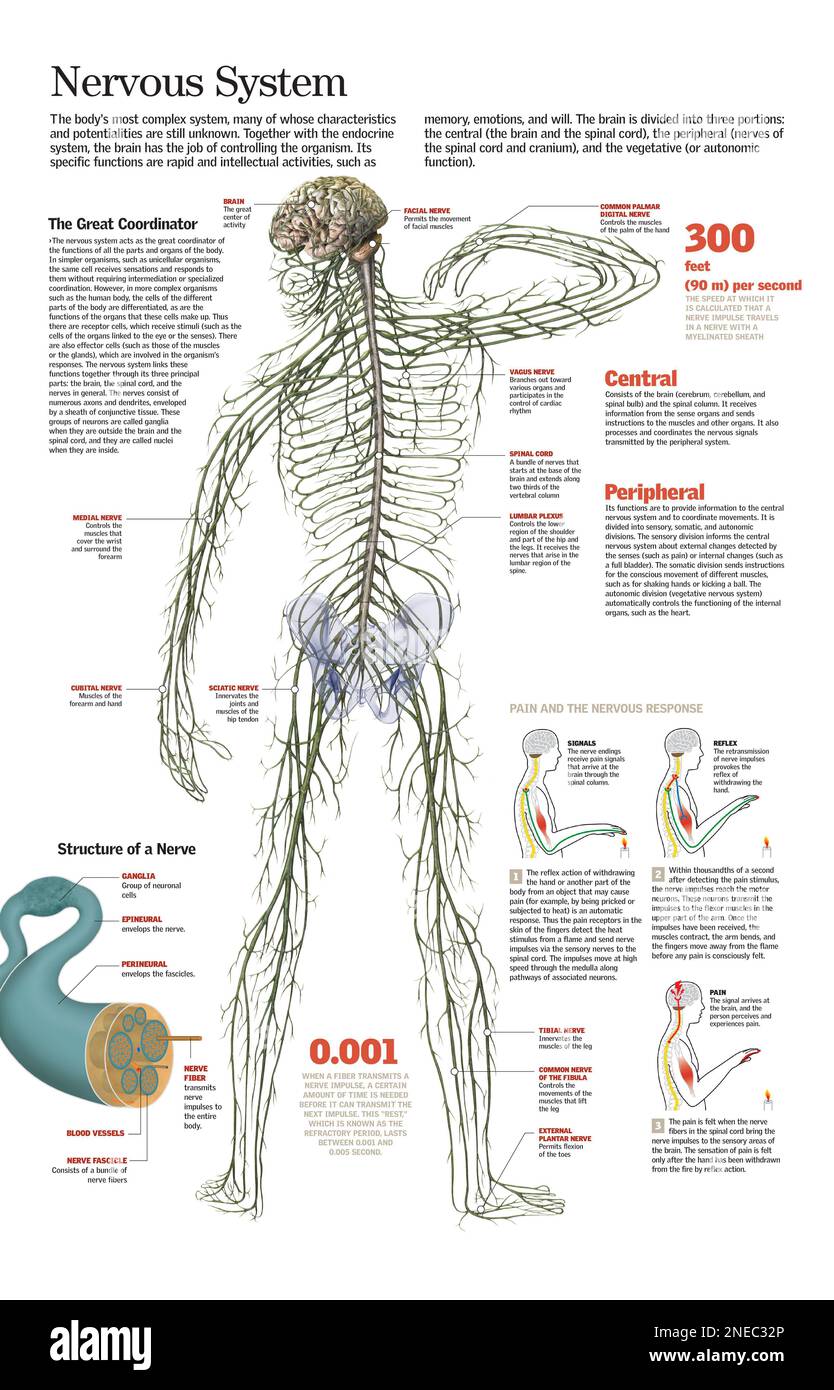 Infographie sur le système nerveux humain, la structure des nerfs, leur ...