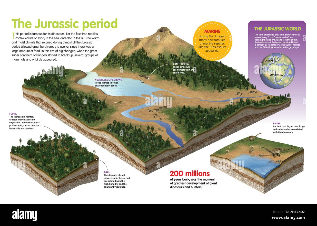 Infographie sur la période jurassique (200 millions d'années), son paysage, sa faune et sa flore ...