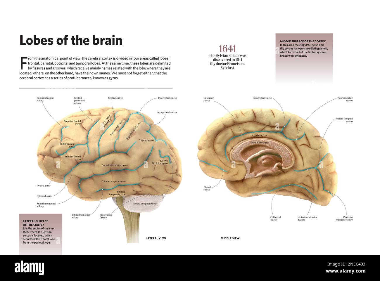 Infographie sur les lobes du cerveau, les zones dans lesquelles le ...