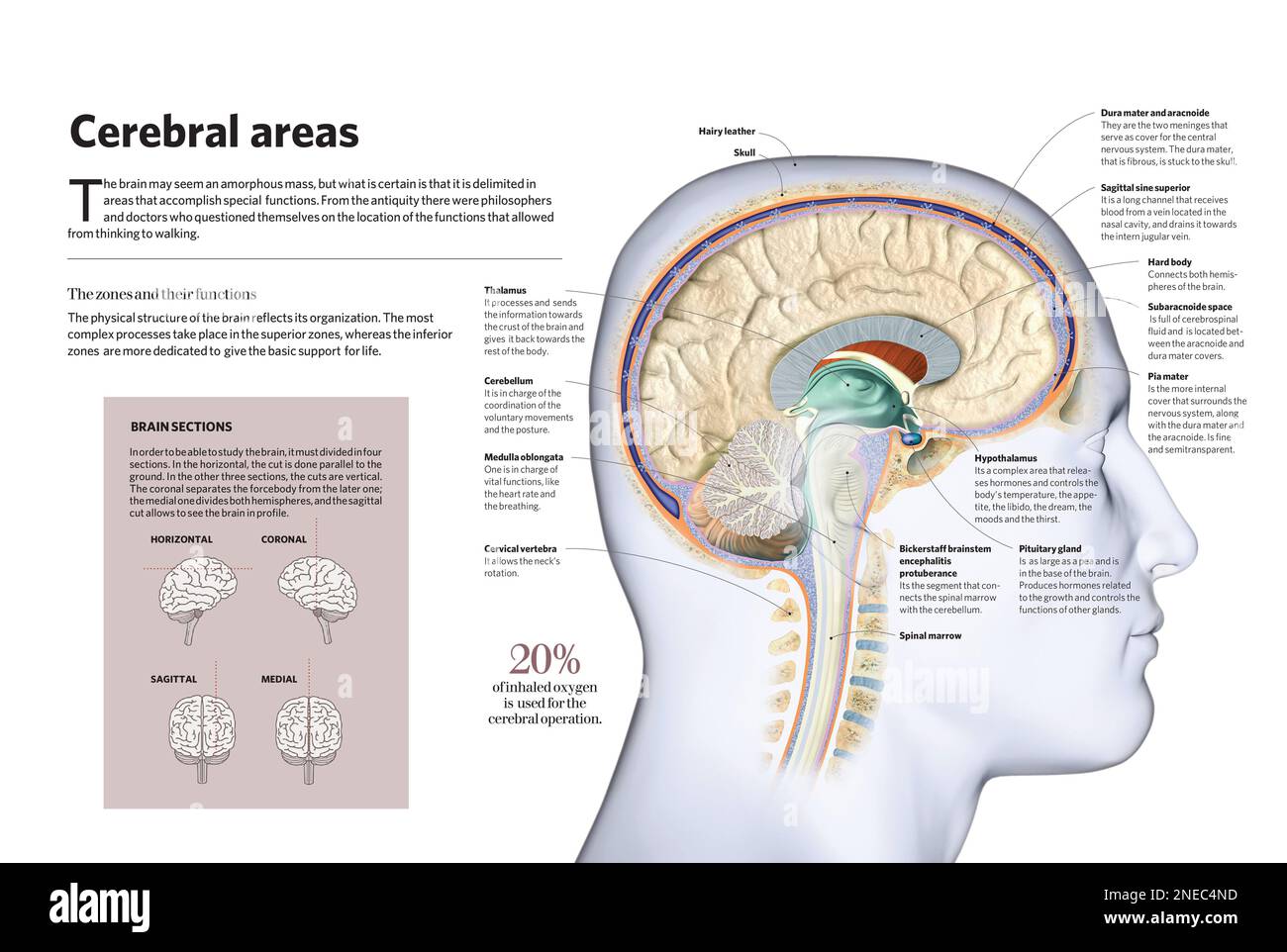 Infographie Sur Les Différentes Régions Du Cerveau Et Leurs Fonctions