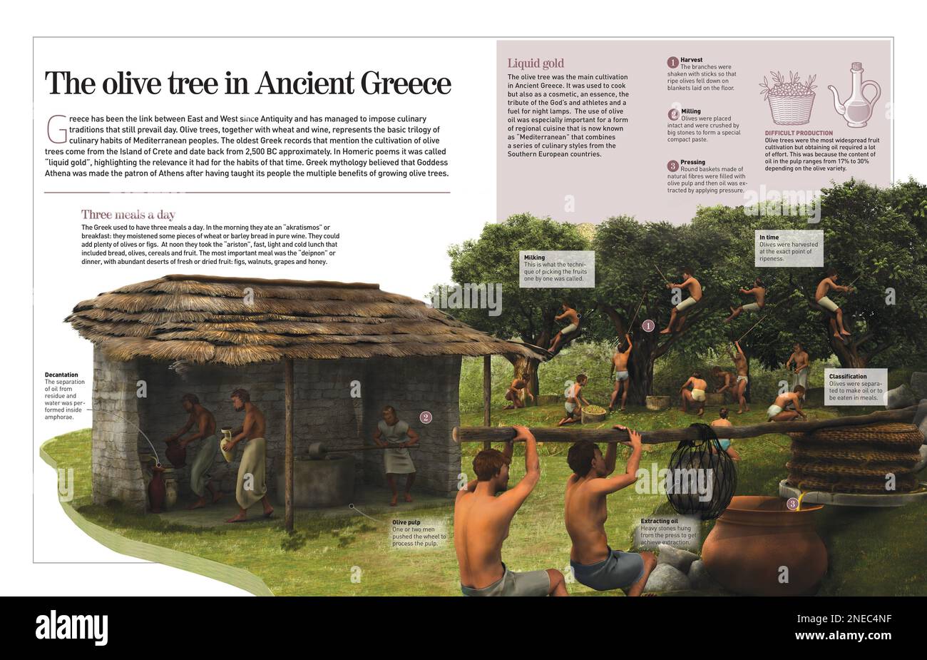 Infographie sur l'élaboration de l'huile d'olive dans la Grèce antique ...