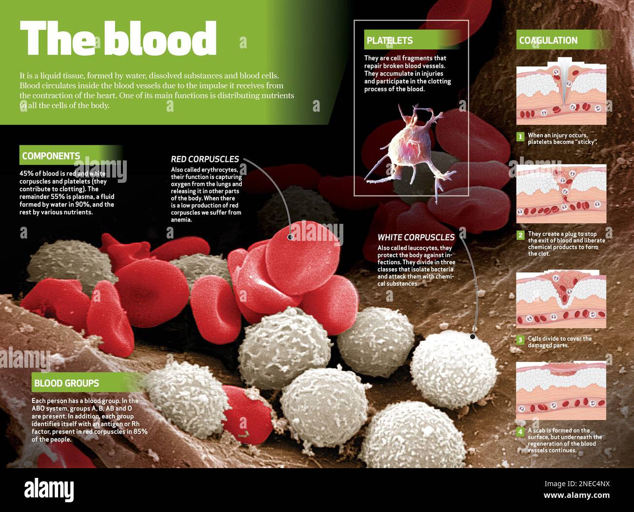 L'infographie sur le sang, un tissu liquide qui distribue des ...