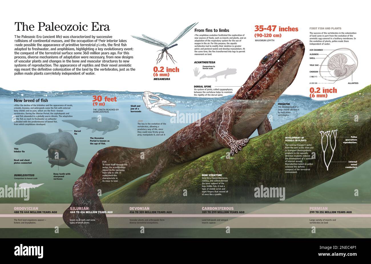 Infographie de la faune de l'ère paléozoïque dans laquelle les ...
