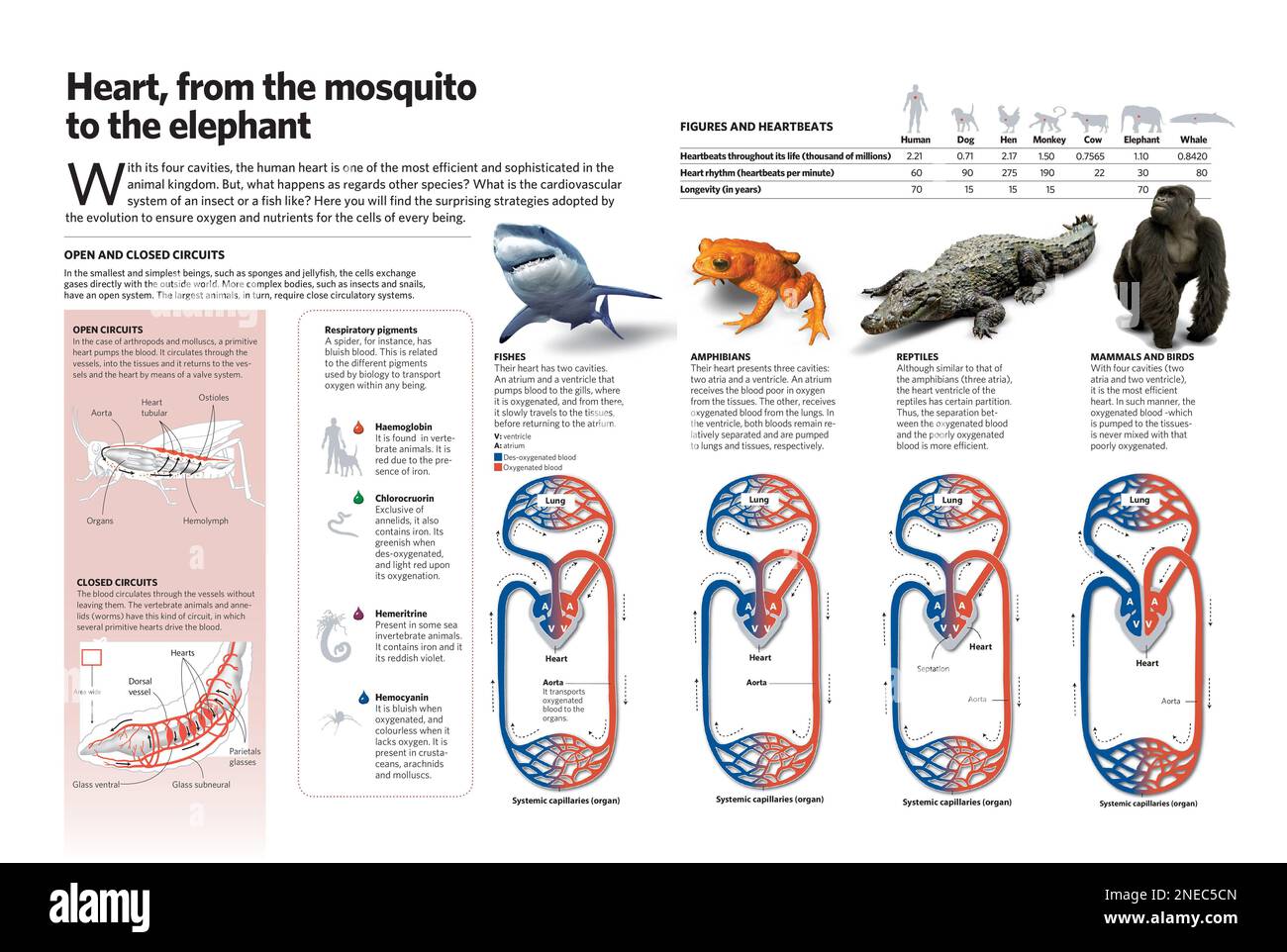 Infographie sur les systèmes cardiovasculaires des insectes, des ...