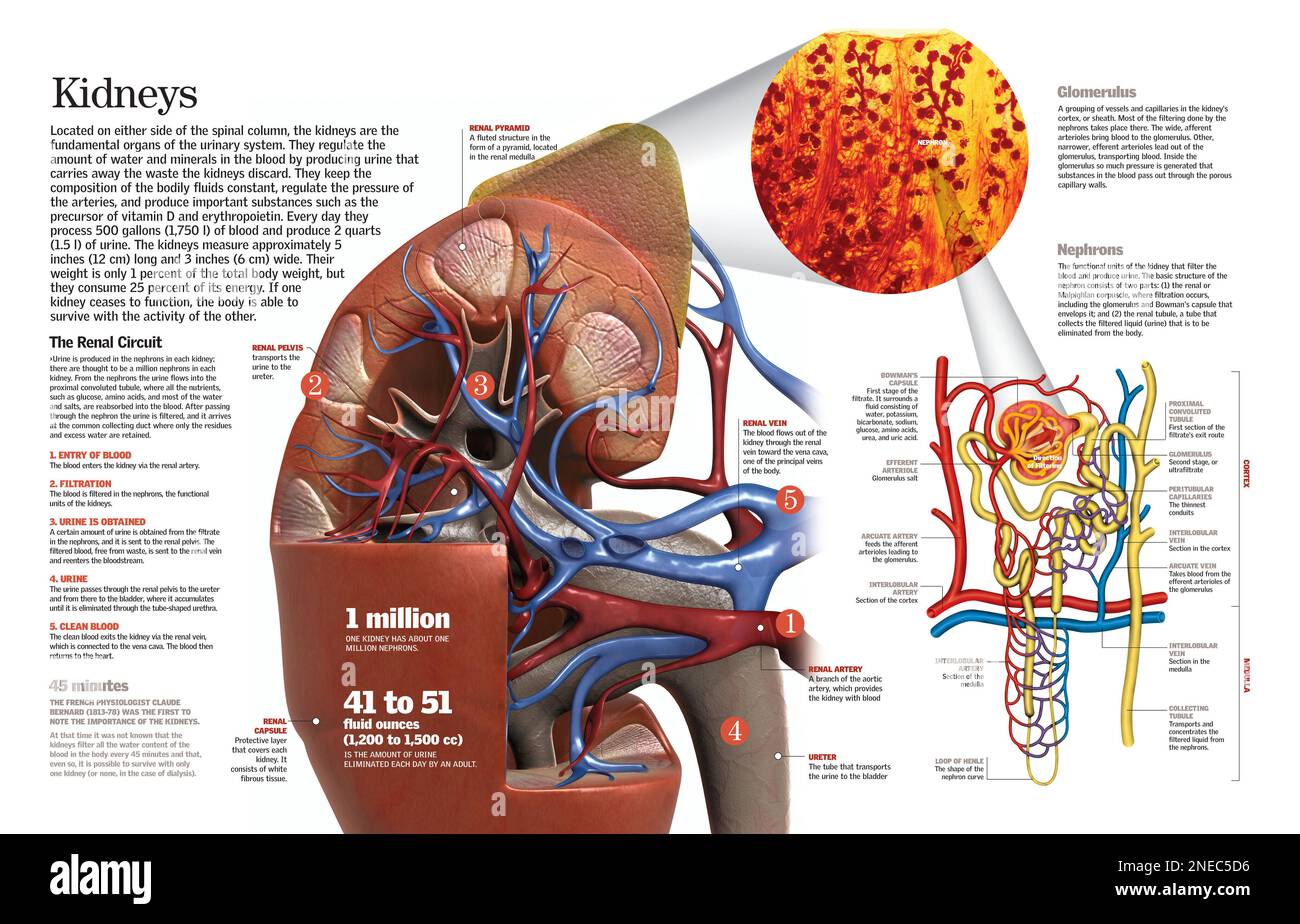 Infographie des parties du rein et de sa fonction dans le système ...