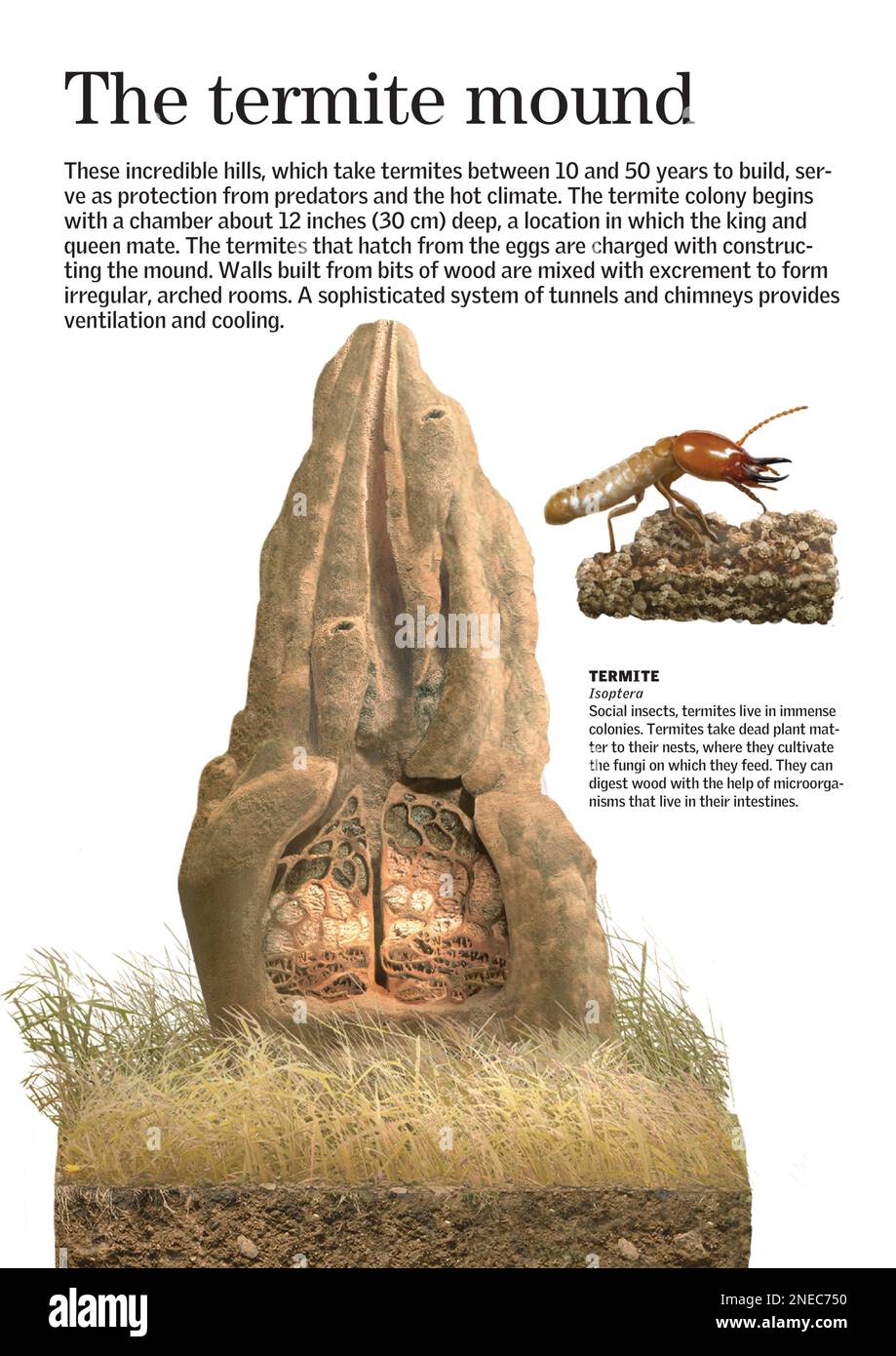 Infographie sur les nids de termites (Isopteran) : le termite ou ...