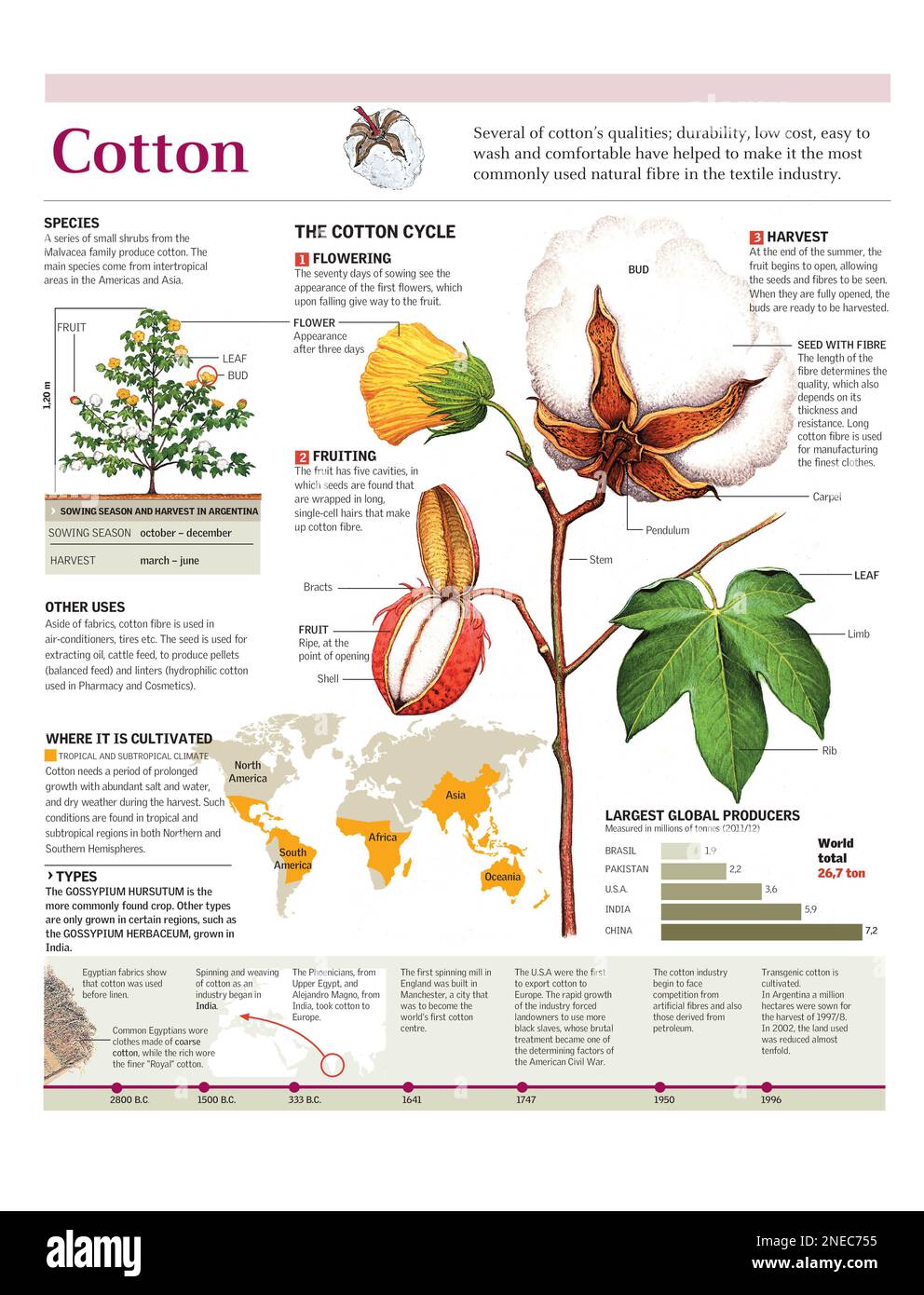 Infographie sur le cycle du plan du coton et les données mondiales sur ...