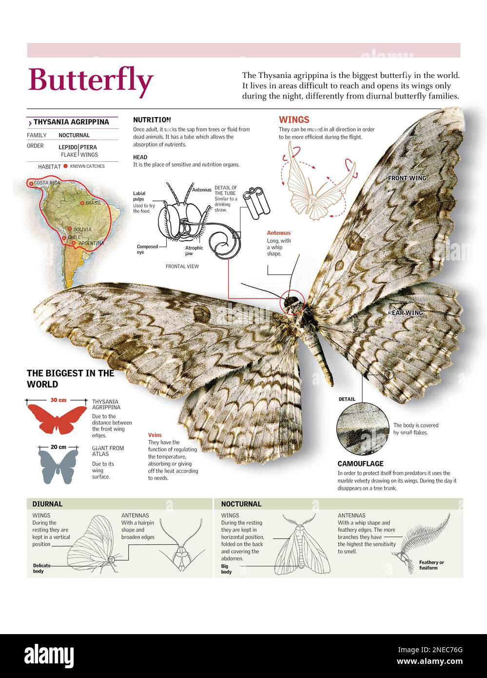 Infographies de l'anatomie, du vol et de la classification du papillon ...