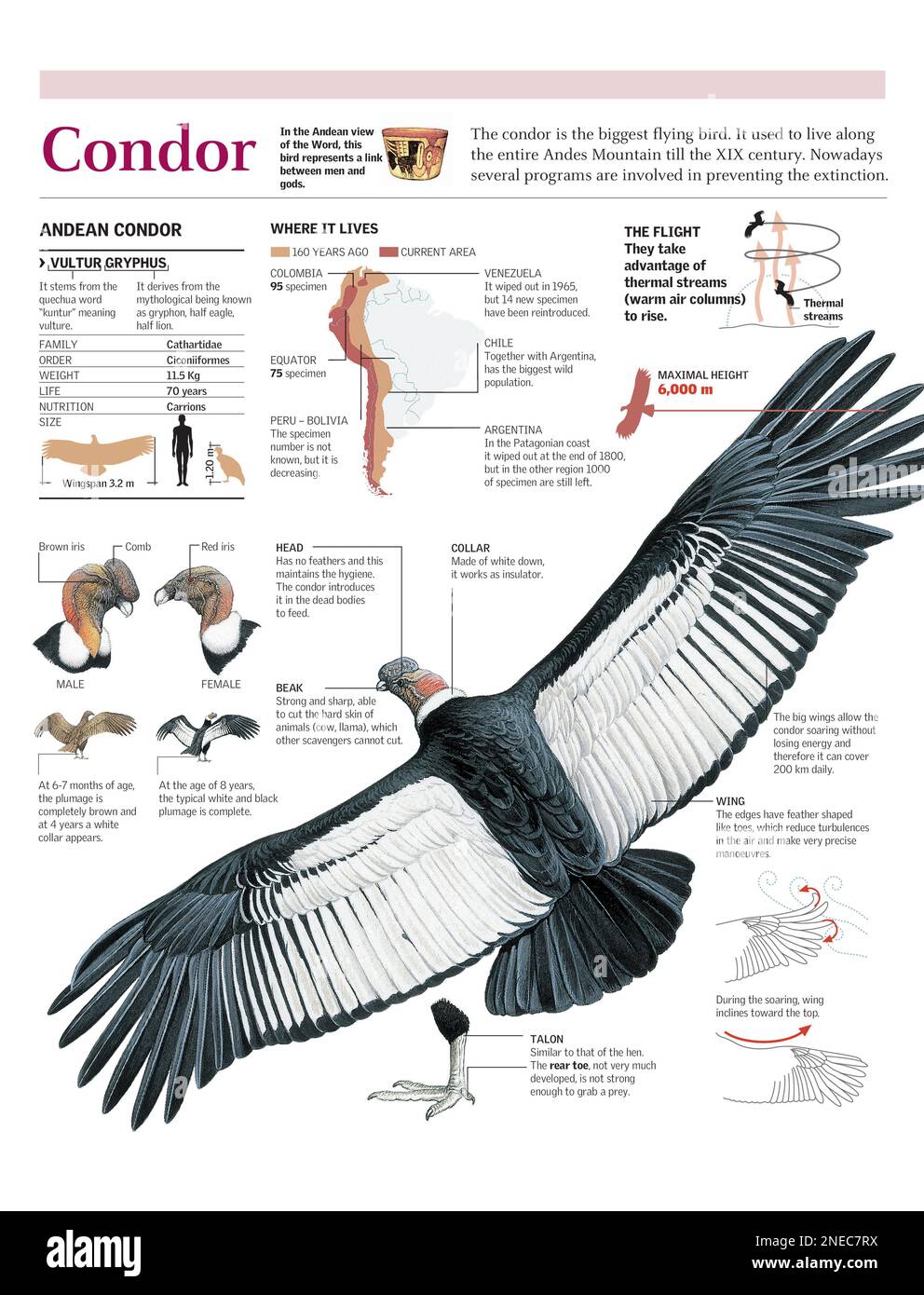 Infographies de l'anatomie, de l'habitat et du vol du Condor andin. [Adobe Illustrator (.ai ...