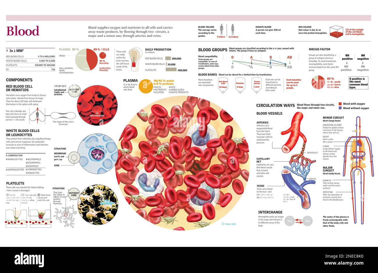 Infographies de la composition du sang, des groupes sanguins et de la ...