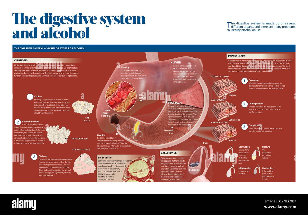 Infographie sur les organes qui forment le système digestif et les ...