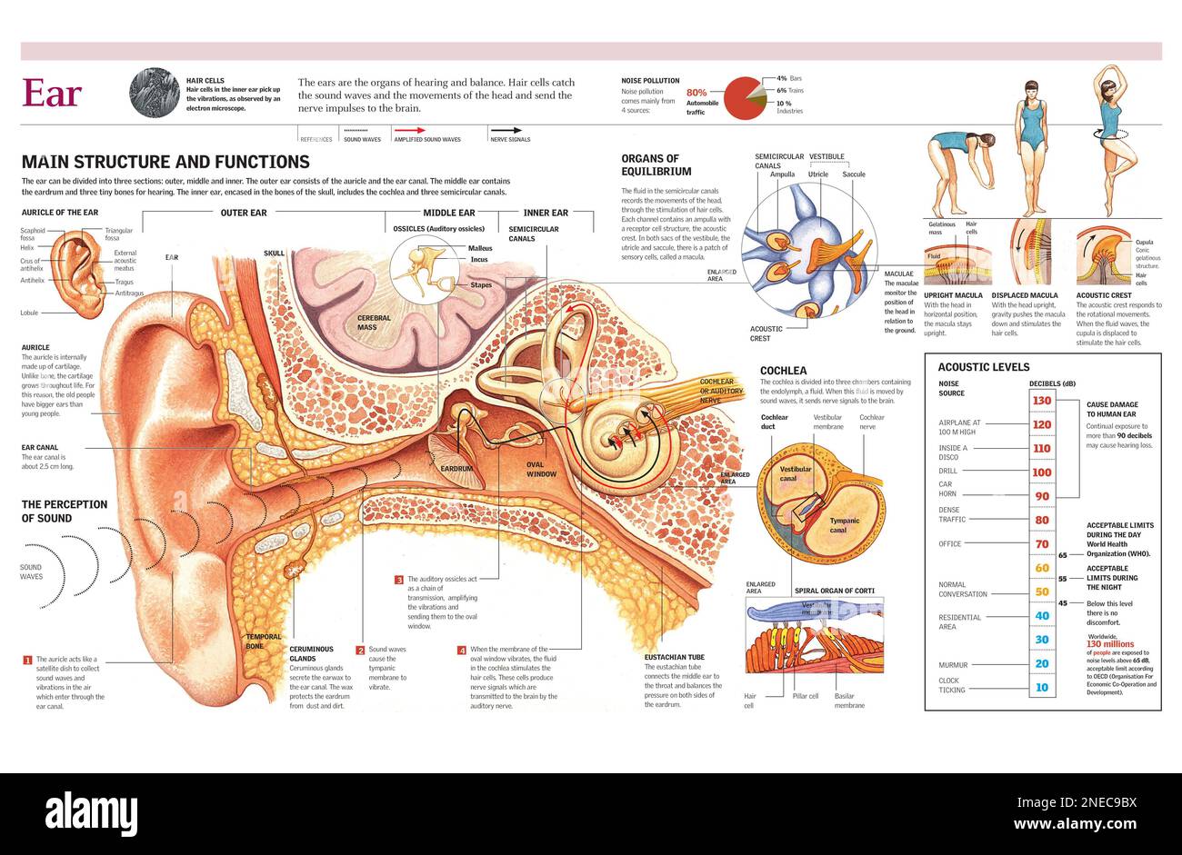 Infographies de la structure externe et interne de l'oreille humaine ...