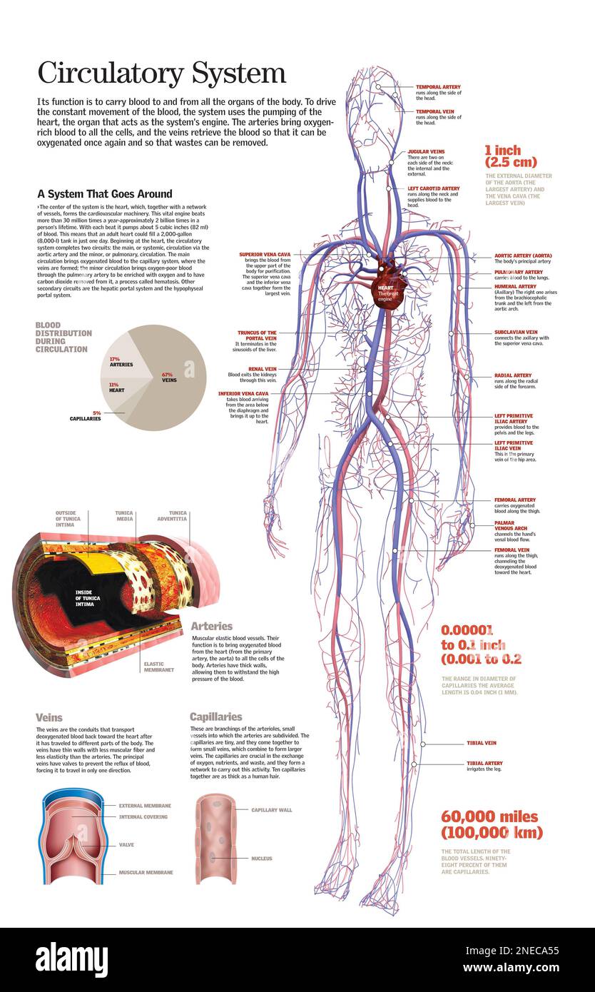 Infographie sur le système circulatoire du corps humain, la composition ...