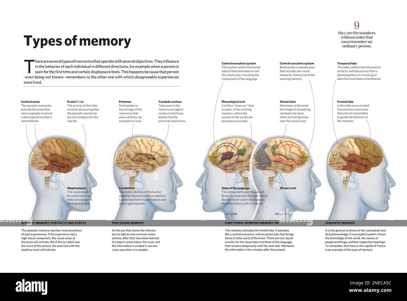 Semantic memory Banque de photographies et d’images à haute résolution ...