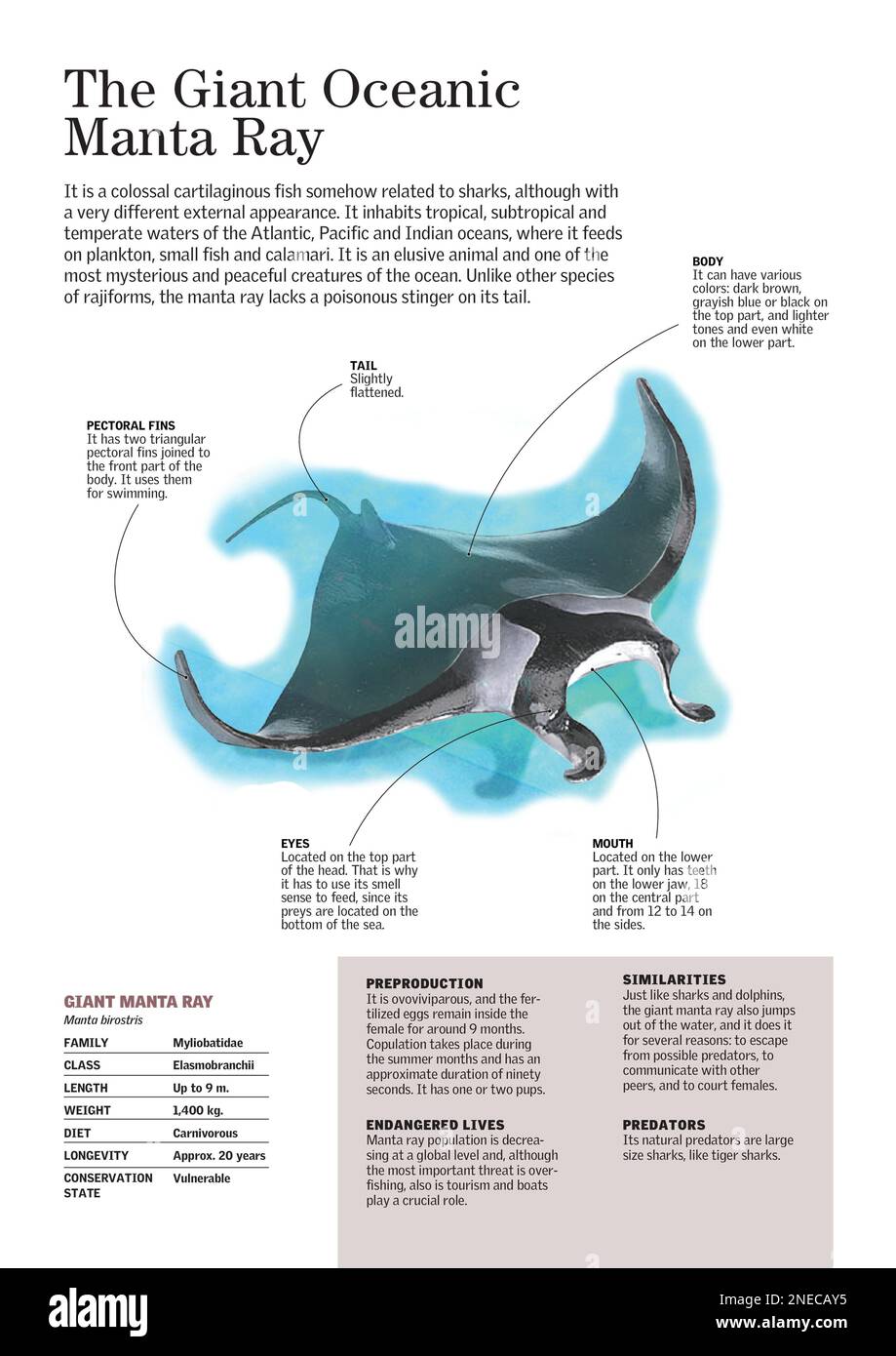 Infographie sur la morphologie et les principales caractéristiques du ...