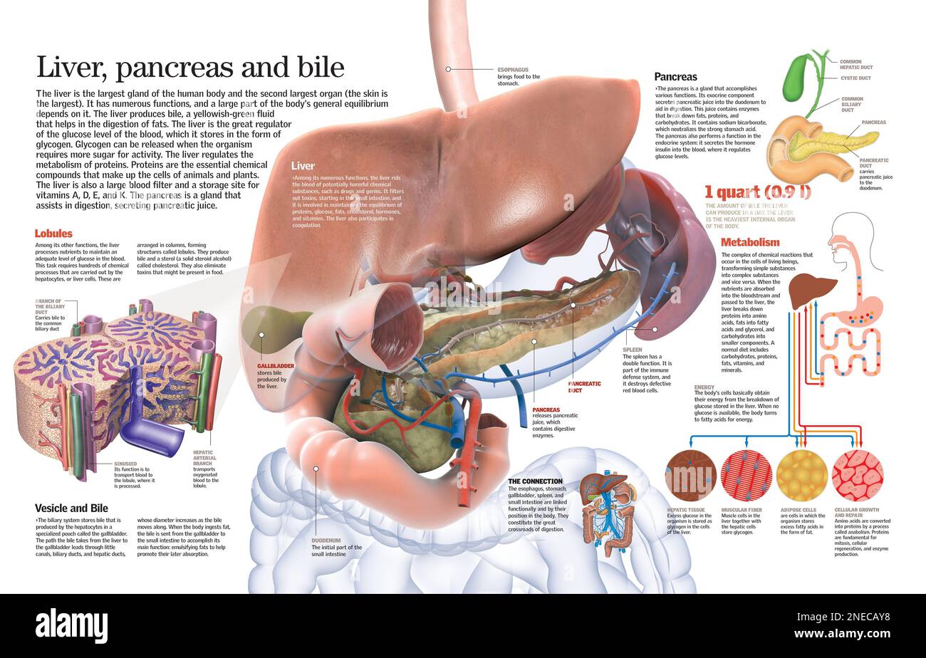 Infographie sur la structure et la fonction du foie, du pancréas et de ... Infographie sur la structure et la fonction du foie, du pancréas et de ...