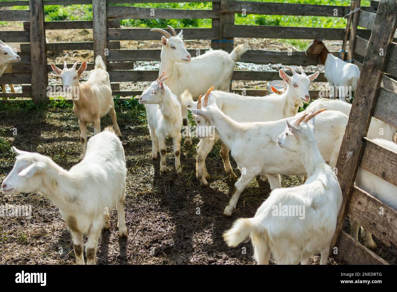 Saanen breed Banque de photographies et d’images à haute résolution - Alamy