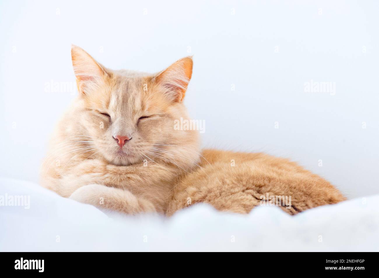 Chat qui dort sur le lit Banque de photographies et d’images à haute ...