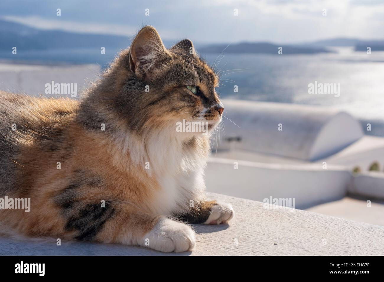 Chats grecs Banque de photographies et d’images à haute résolution - Alamy