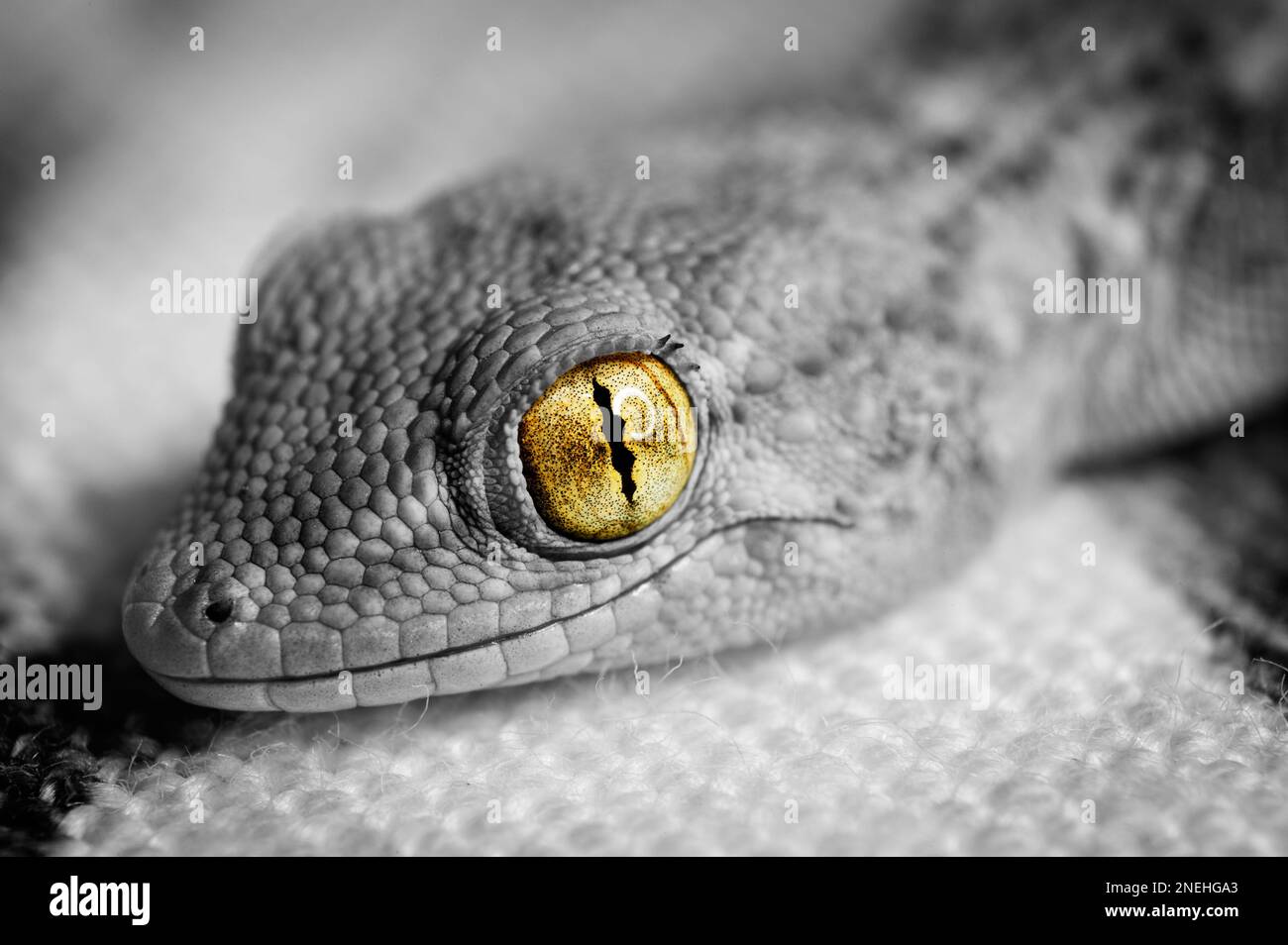 Gecko head Banque de photographies et d’images à haute résolution - Alamy