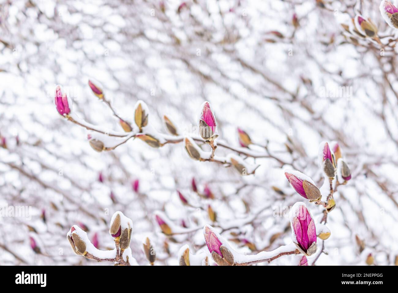 Boutons de fleurs rose magnolia en hiver couverts de neige blanche en ...