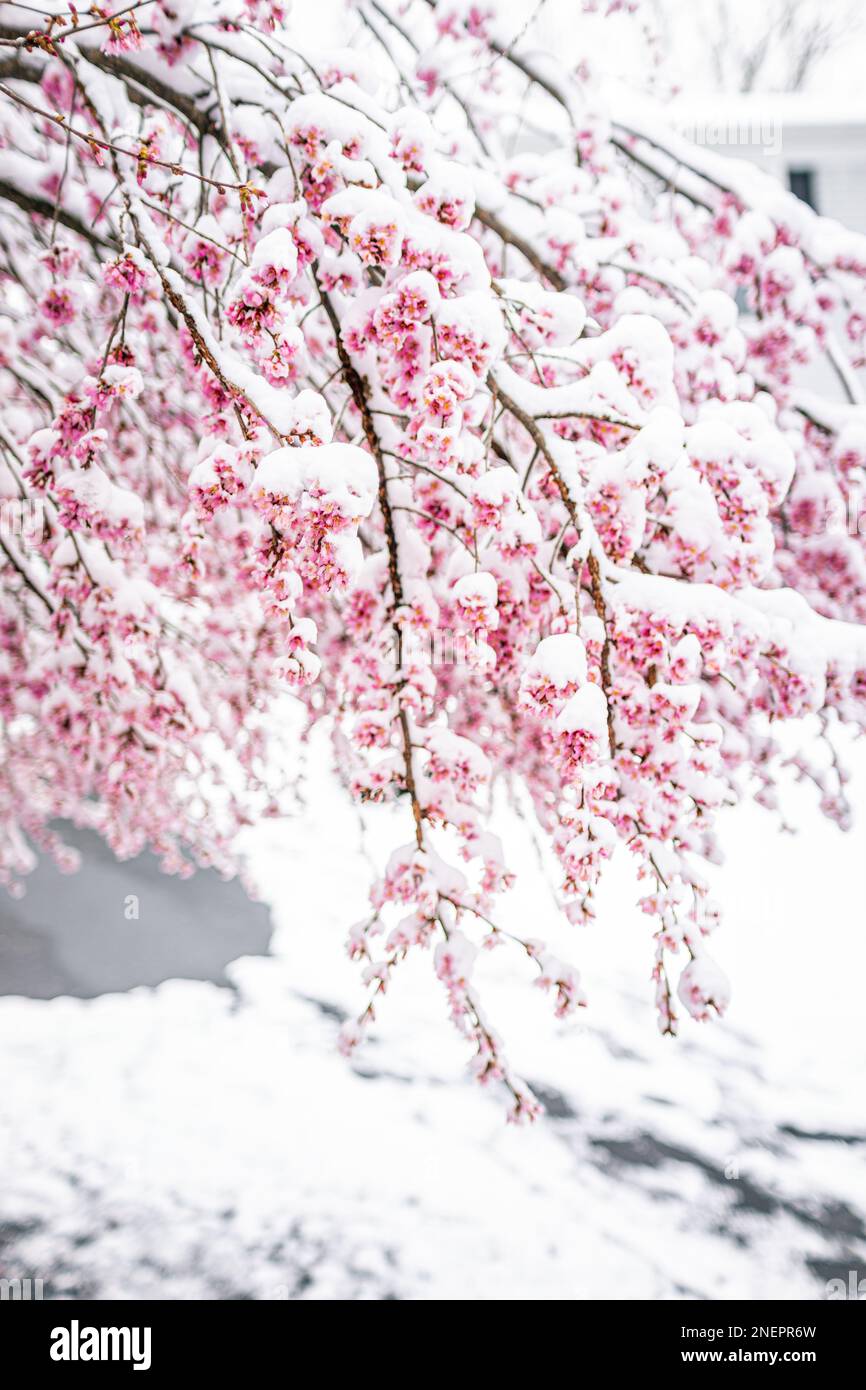 Arbre sakura recouvert de neige avec fleurs de cerisier congelées sur ...