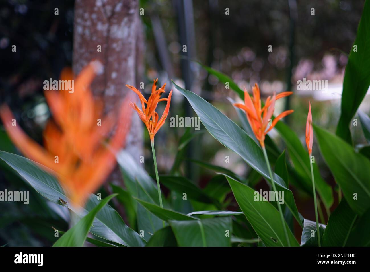 Habitat Une fleur d'Heliconia d'orange jaunâtre que Blooms dans le ...