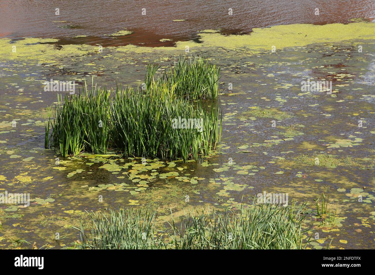 Plants de lentilles Banque de photographies et d’images à haute ...
