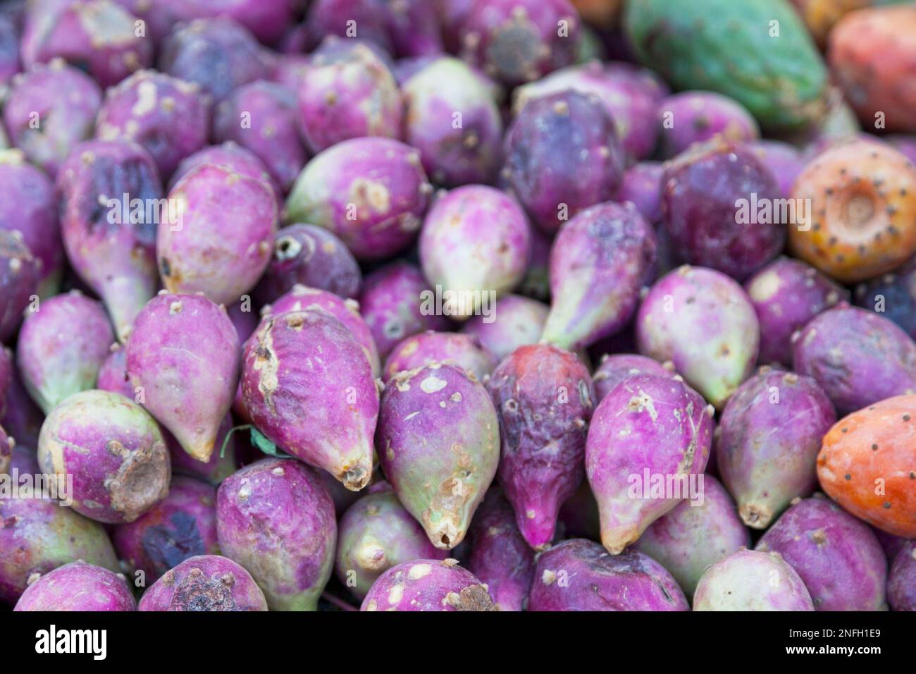 Opuntia, communément appelée poire pickly, est un genre de la famille ...