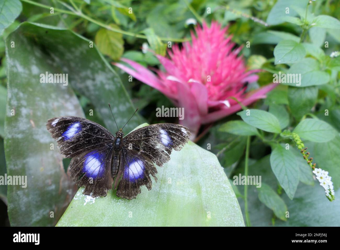 Butterfly farm Banque de photographies et d’images à haute résolution ...