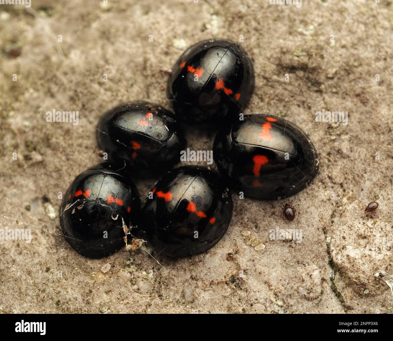 Groupe de cinq ladybirds chinés (Chilocorus bipustulatus) hivernant sur ...