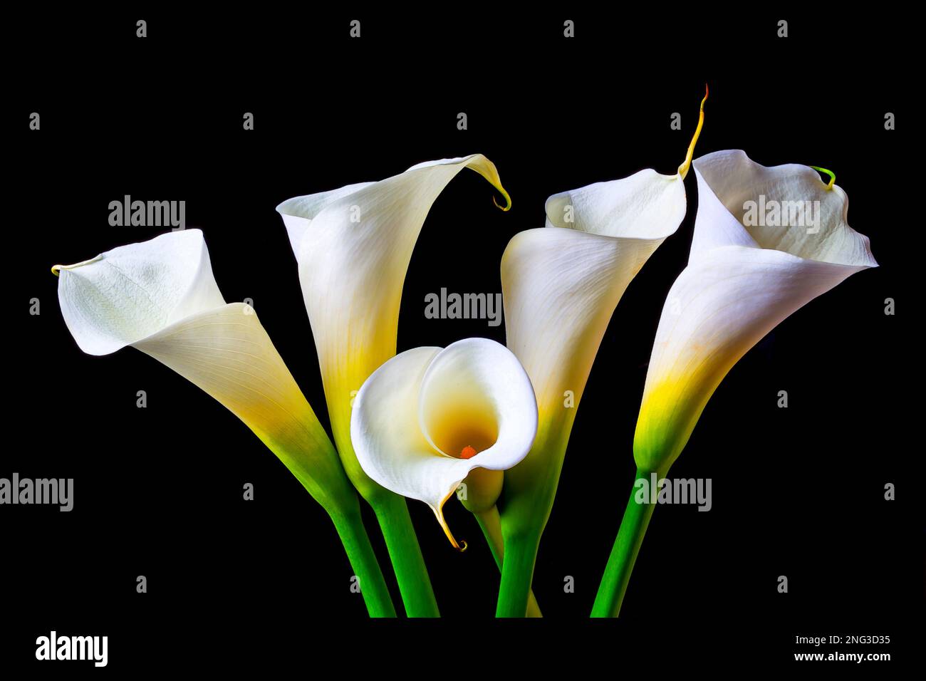 White calla lilies Banque de photographies et d’images à haute ...