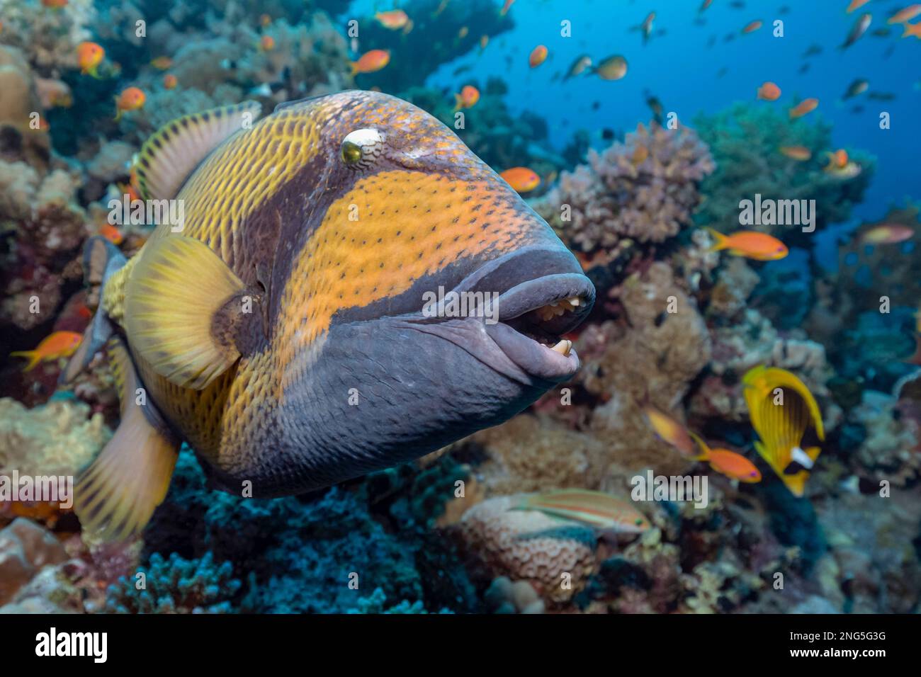 triggerfish titan, Balistoides viridescens, alias triggerfish géant ou triggerfish moustache ...