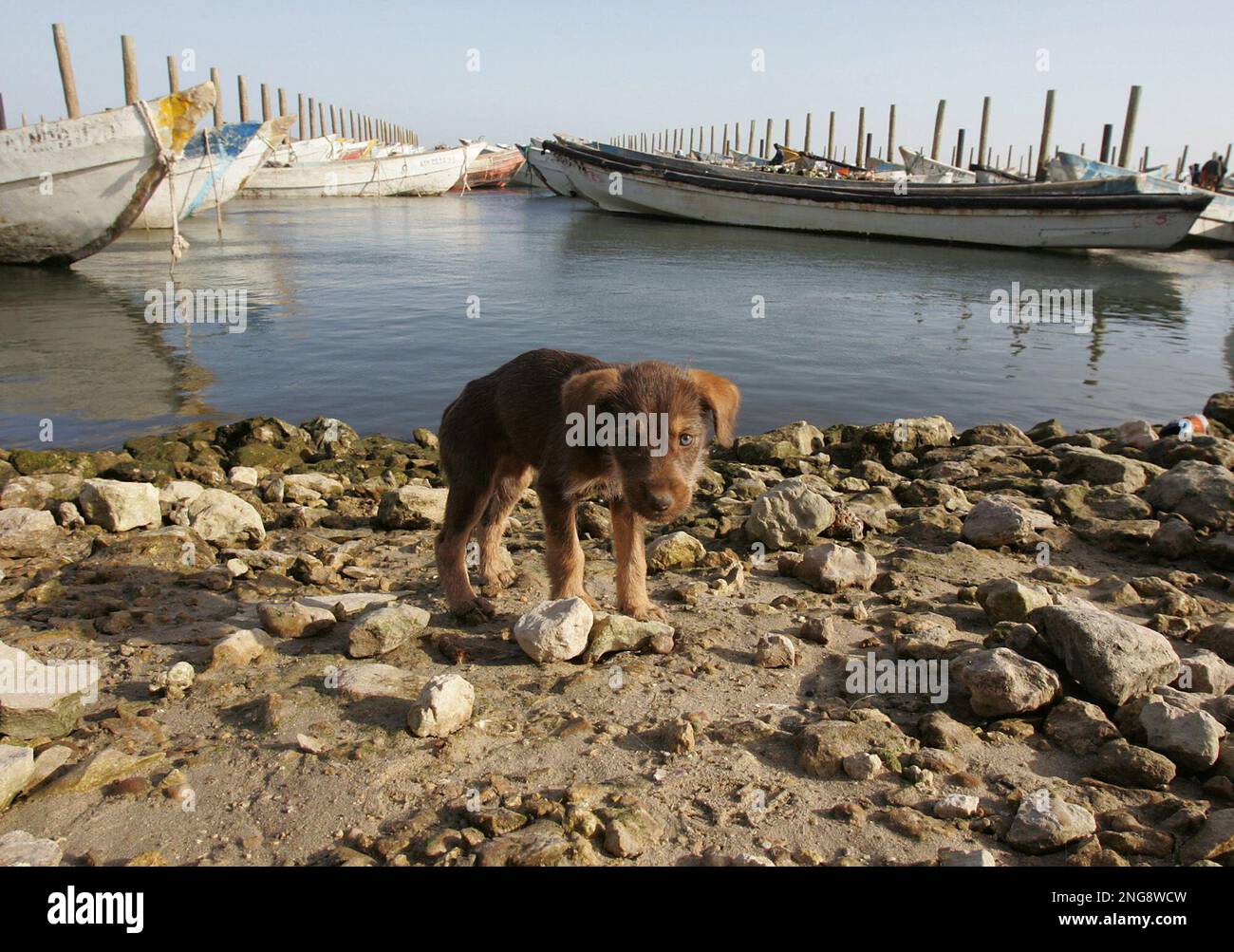 A small dog stands in front of boats of similar sort used by African ...