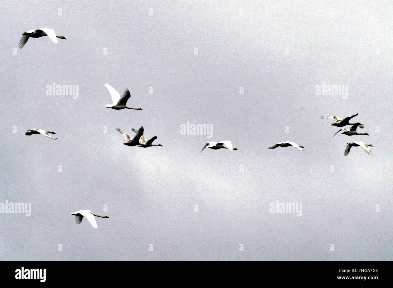 The wild swans fly over the Anzali marshlands, where the H5N1 strain of ...