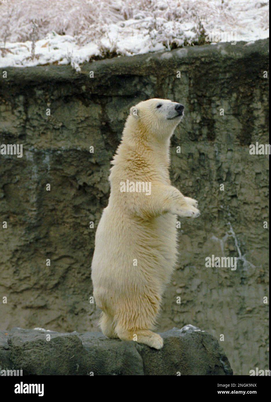 Snow, a year-old polar bear that was raised by zookeepers after its ...