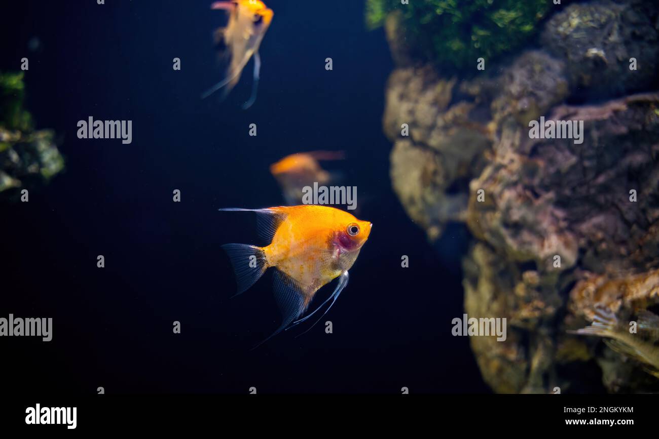 Les poissons d'ange jaunes d'eau douce, alias pterophyllum scalaire ...
