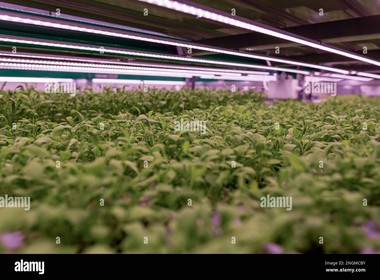 Jeunes pousses de laitue microgreens sur les étagères de casiers sur la ...